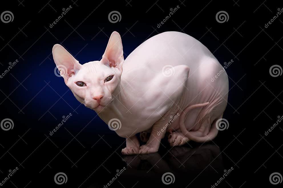 Gato calvo de Sphynx imagem de stock. Imagem de calvo - 50746323