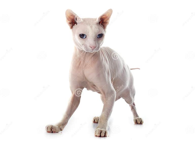 Gato calvo de Sphynx imagem de stock. Imagem de animal - 55612715