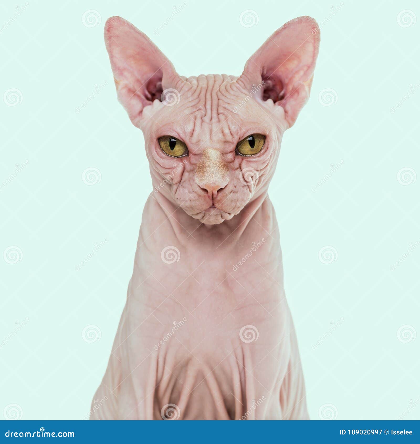 Gato Calvo De Sphynx, 4 Anos Velho, Imagem de Stock - Imagem de retrato ...