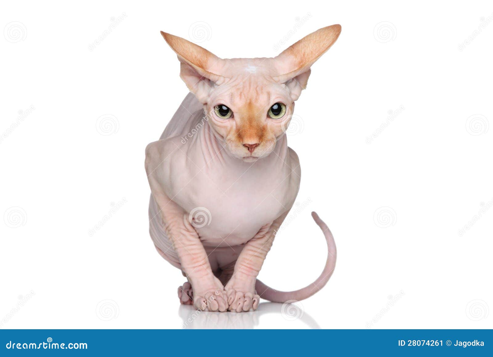 Gato Calvo De Sphynx Em Um Fundo Branco Imagem de Stock - Imagem de ...