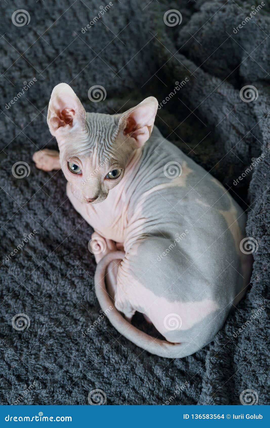 Gato Calvo De Sphynx Na Cobertura Foto de Stock - Imagem de grande ...