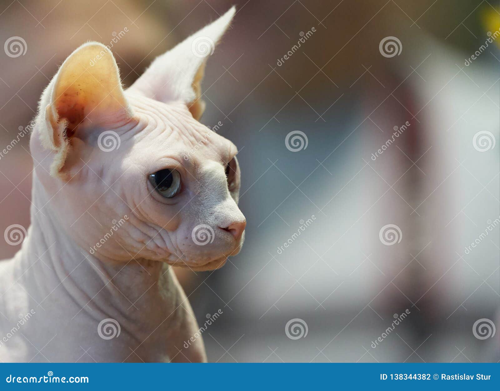 Gato calvo de Whte foto de stock. Imagem de retrato - 138344382