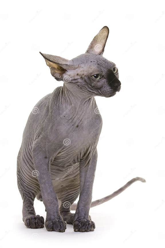 Gato calvo, Sphynx imagem de stock. Imagem de charme - 10263559