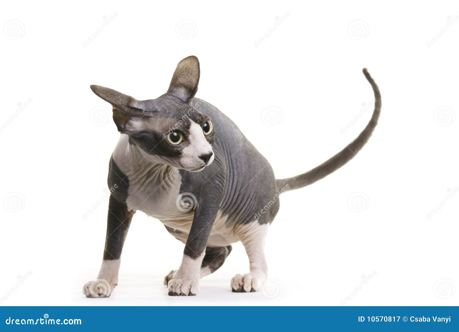 Gato calvo, Sphynx imagem de stock. Imagem de fofo, felino - 10570817