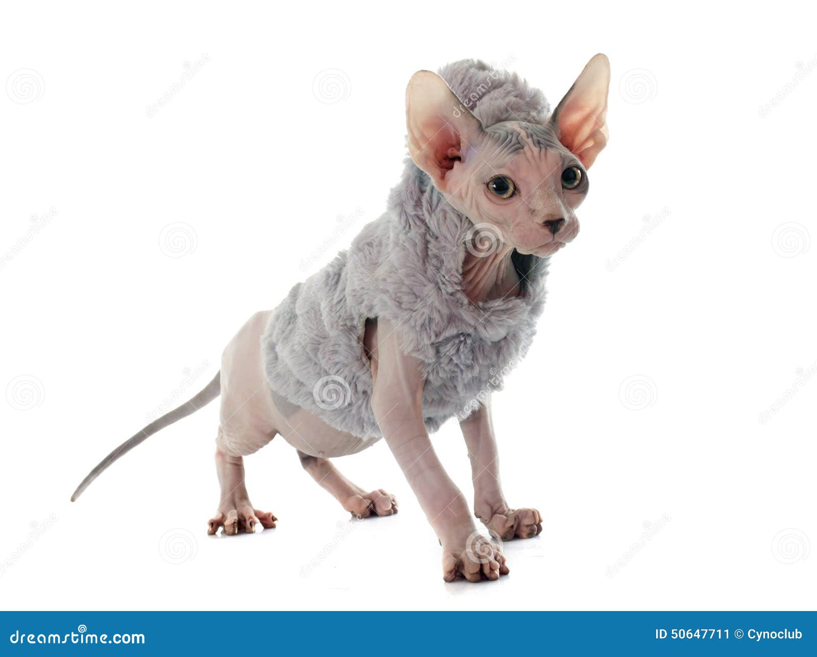 Gato Calvo Vestido De Sphynx Imagem de Stock - Imagem de revestimento ...