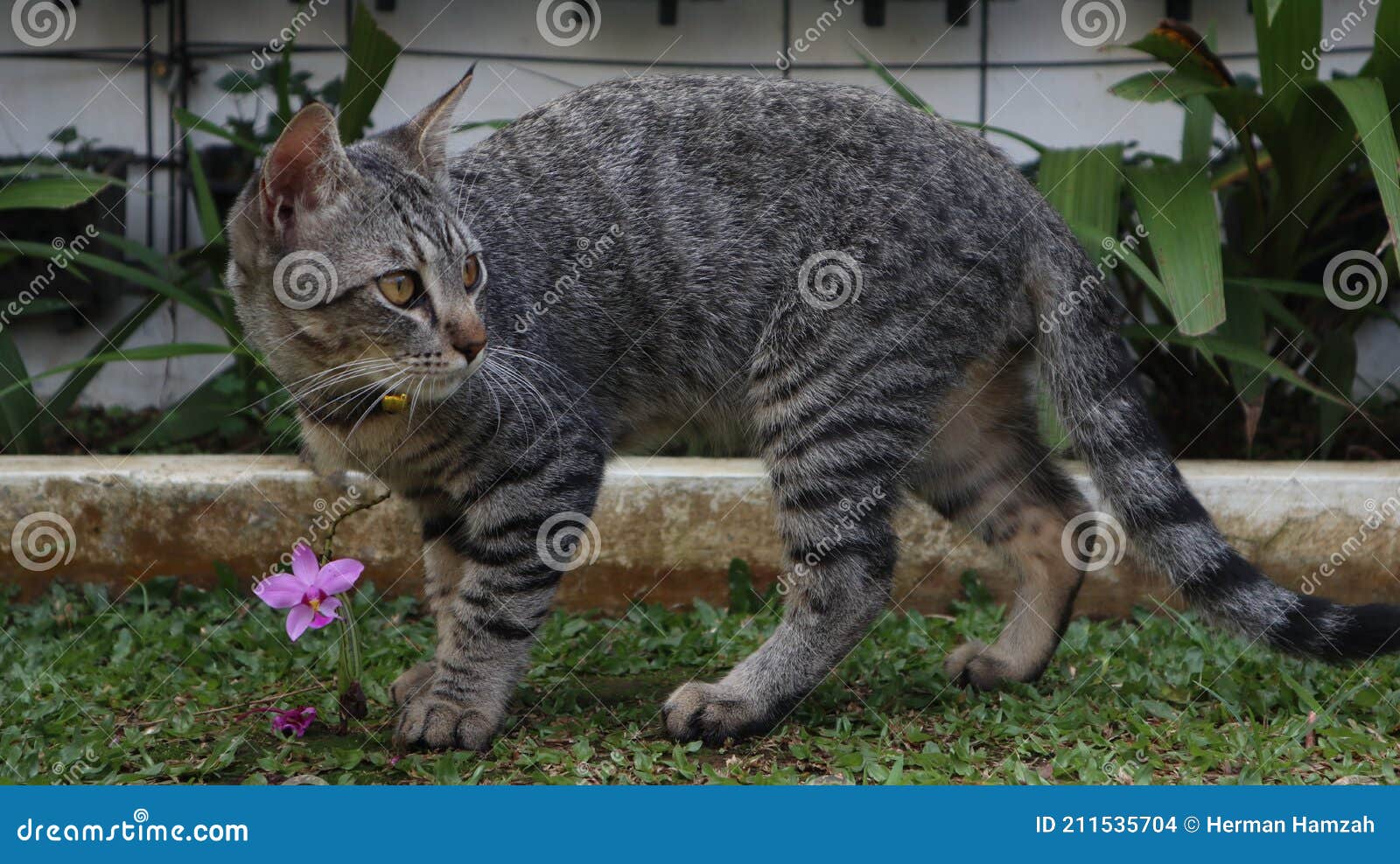 Gato Caminando En El Parque Foto de archivo - Imagen de caminar, animal ...