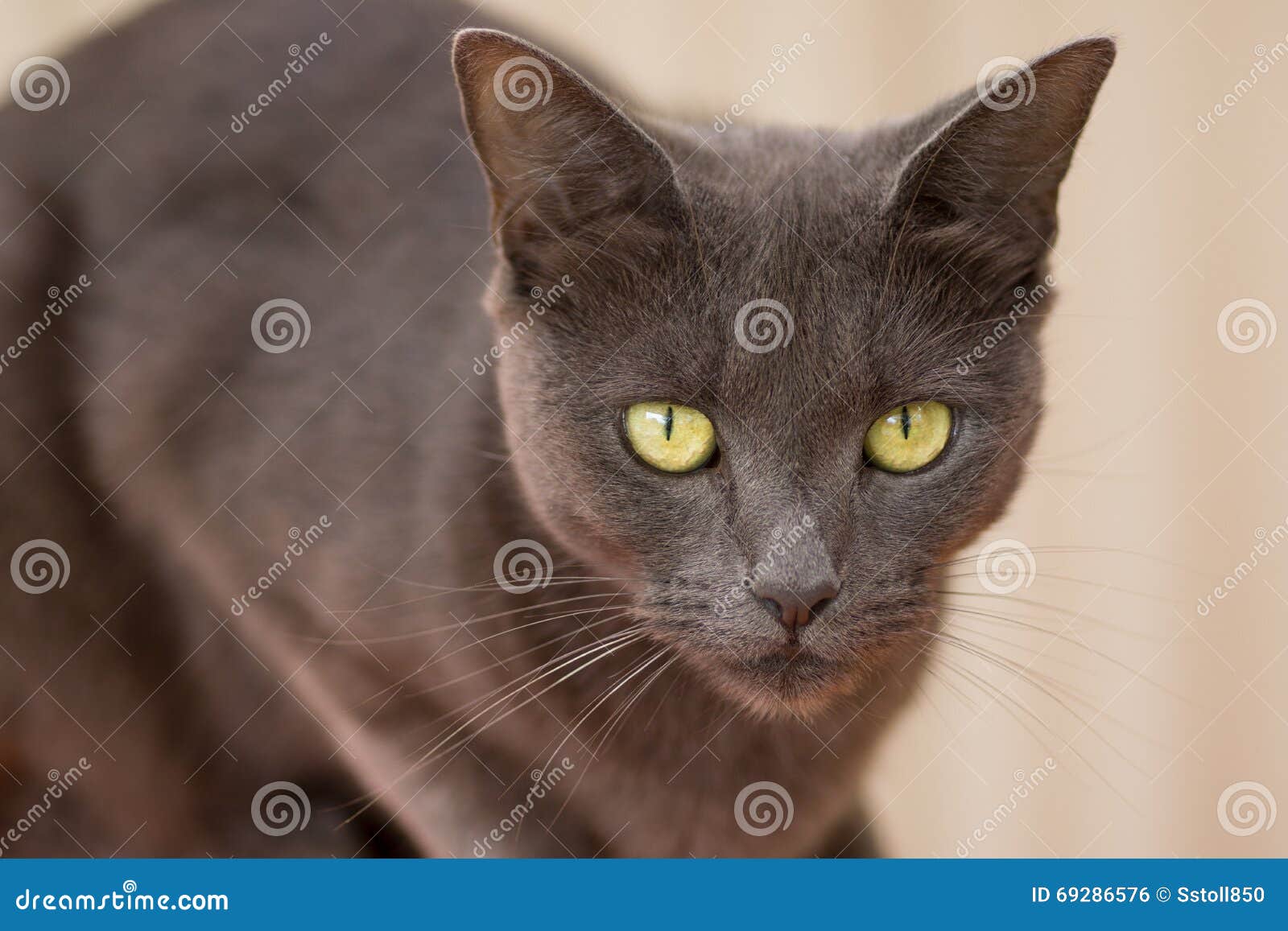 Gato castanho chocolate foto de stock. Imagem de criatura - 69286576