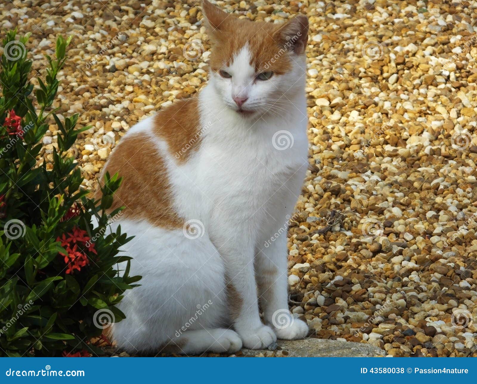 Gato (catus del Felis) foto de archivo. Imagen de felino - 43580038