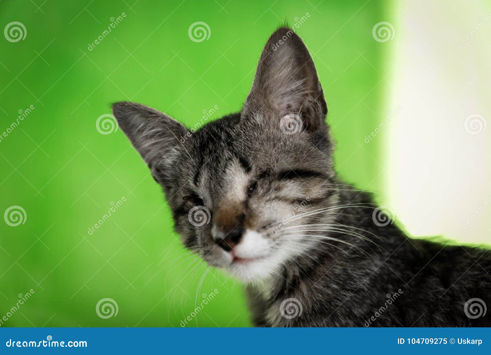 Gato Cegado Com Olhos Fechados Imagem de Stock - Imagem de cinzento ...