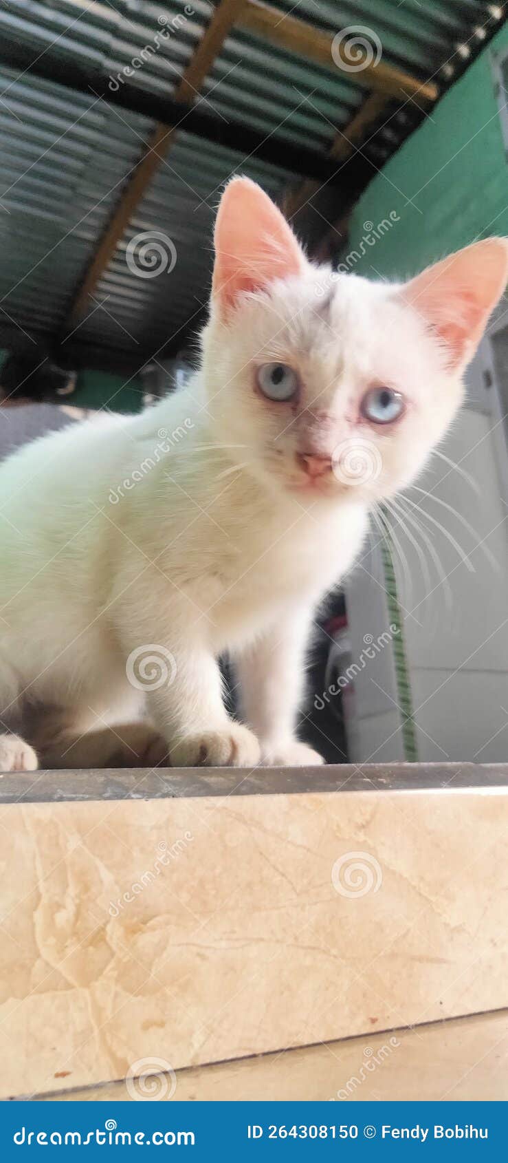 Gato chico caminando foto de archivo. Imagen de salvaje - 264308150