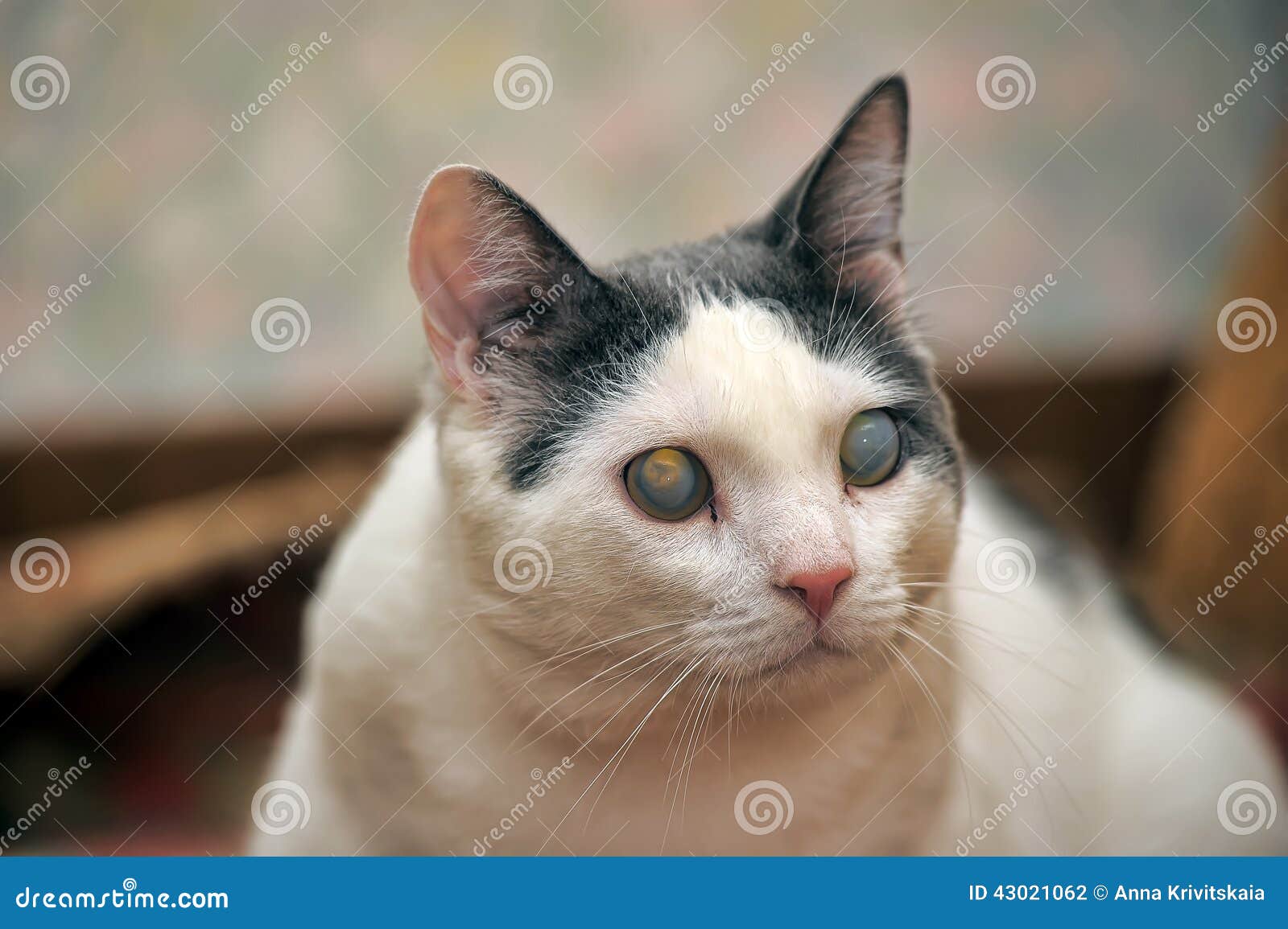 Gato ciego foto de archivo. Imagen de bengala, pelo, rayado - 43021062