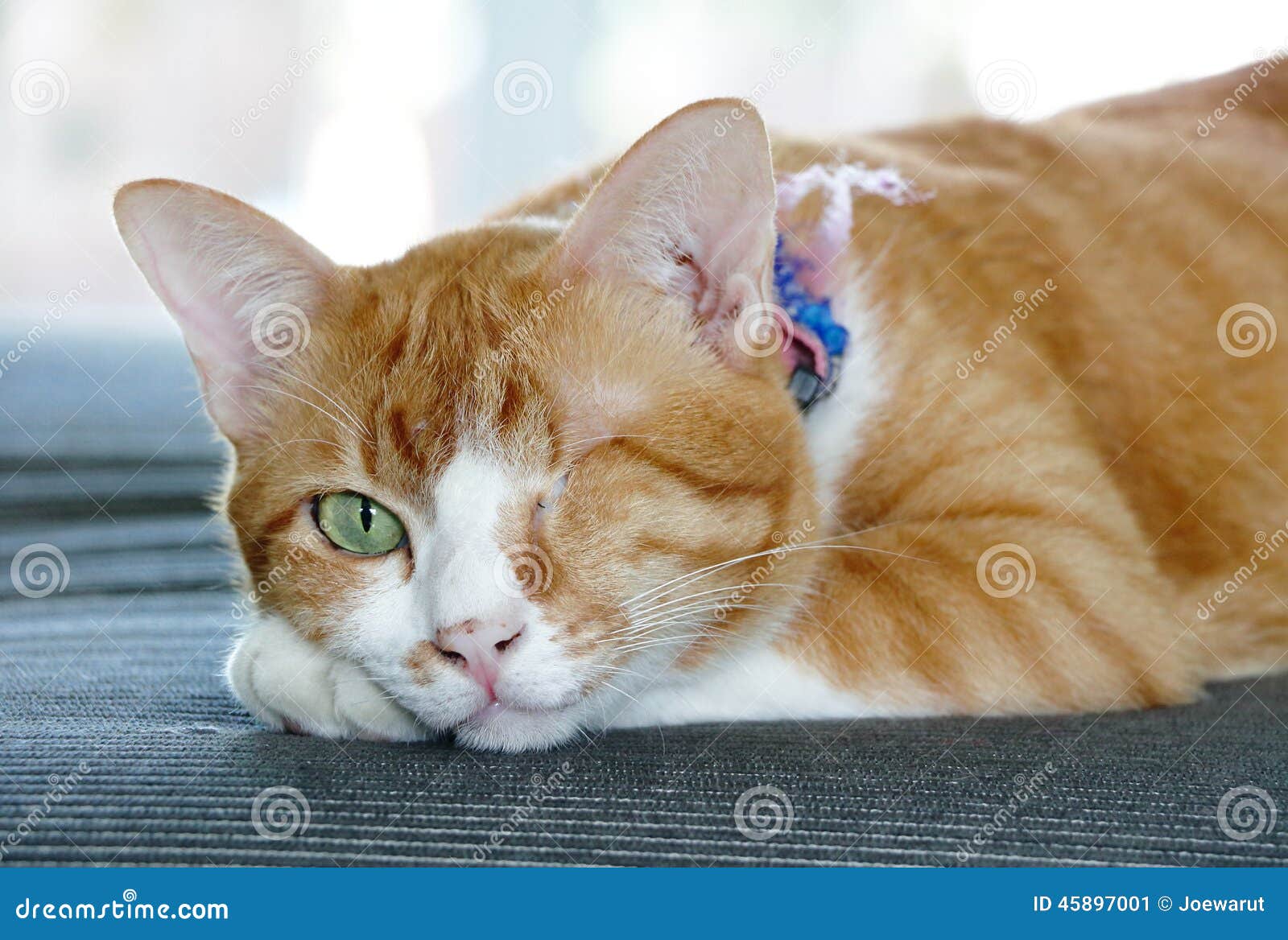 3,286 Gato Ciego Fotos de stock - Fotos libres de regalías de Dreamstime