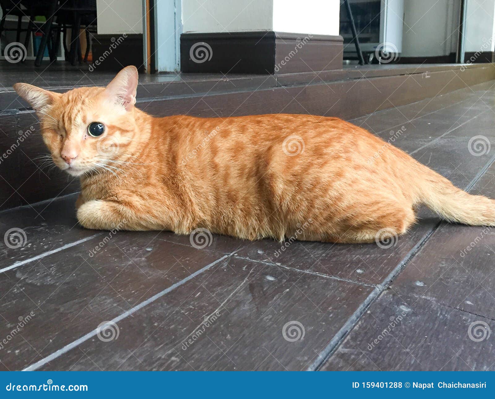 Gato ciego del ojo derecho foto de archivo. Imagen de animal - 159401288