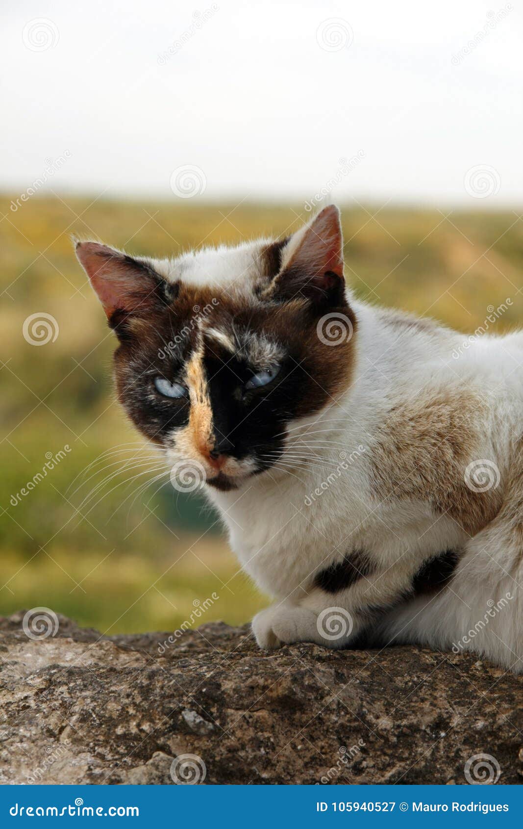 Gato colorido imagen de archivo. Imagen de exterior - 105940527