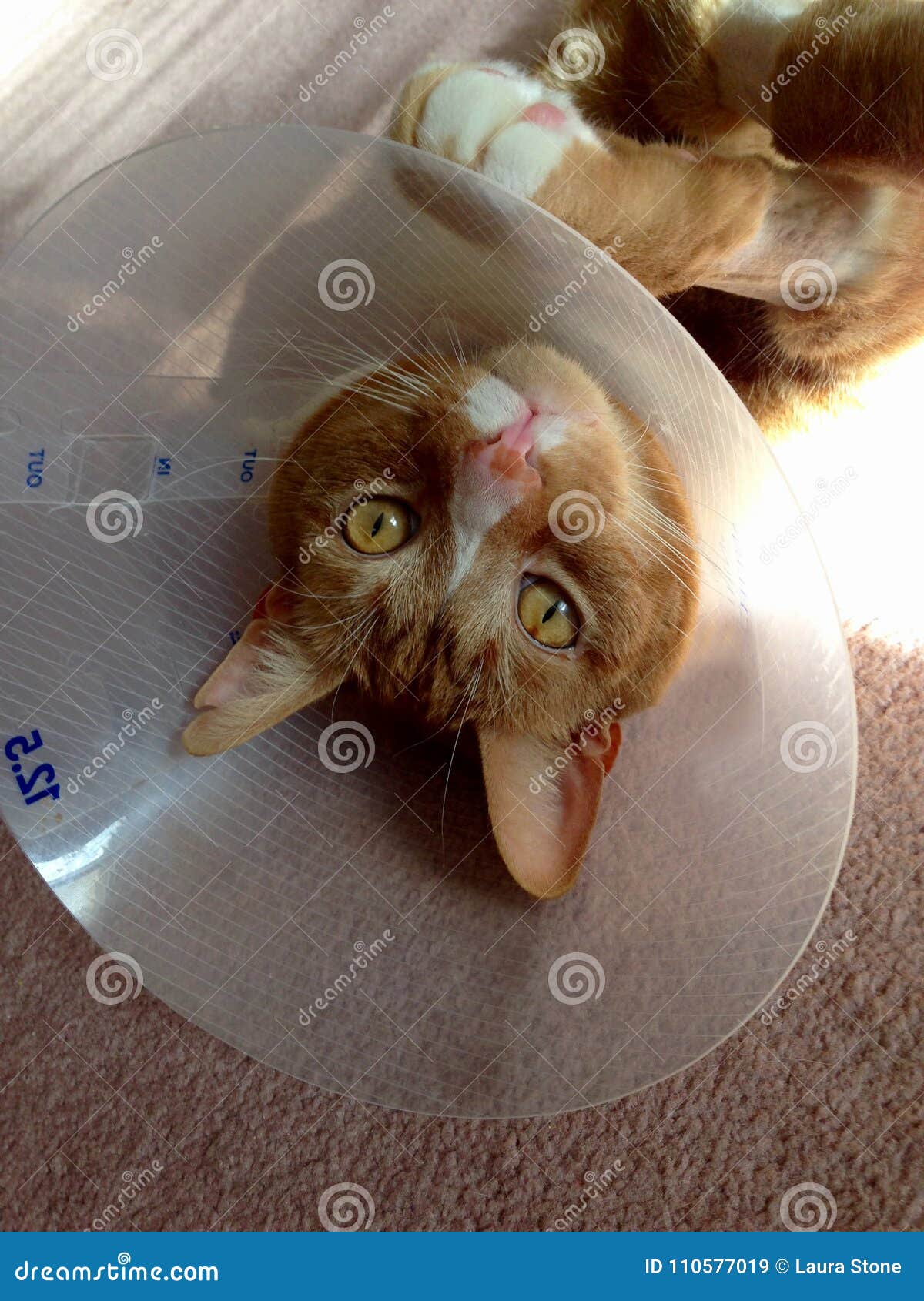 Gato com cone imagem de stock. Imagem de animal, raspado - 110577019