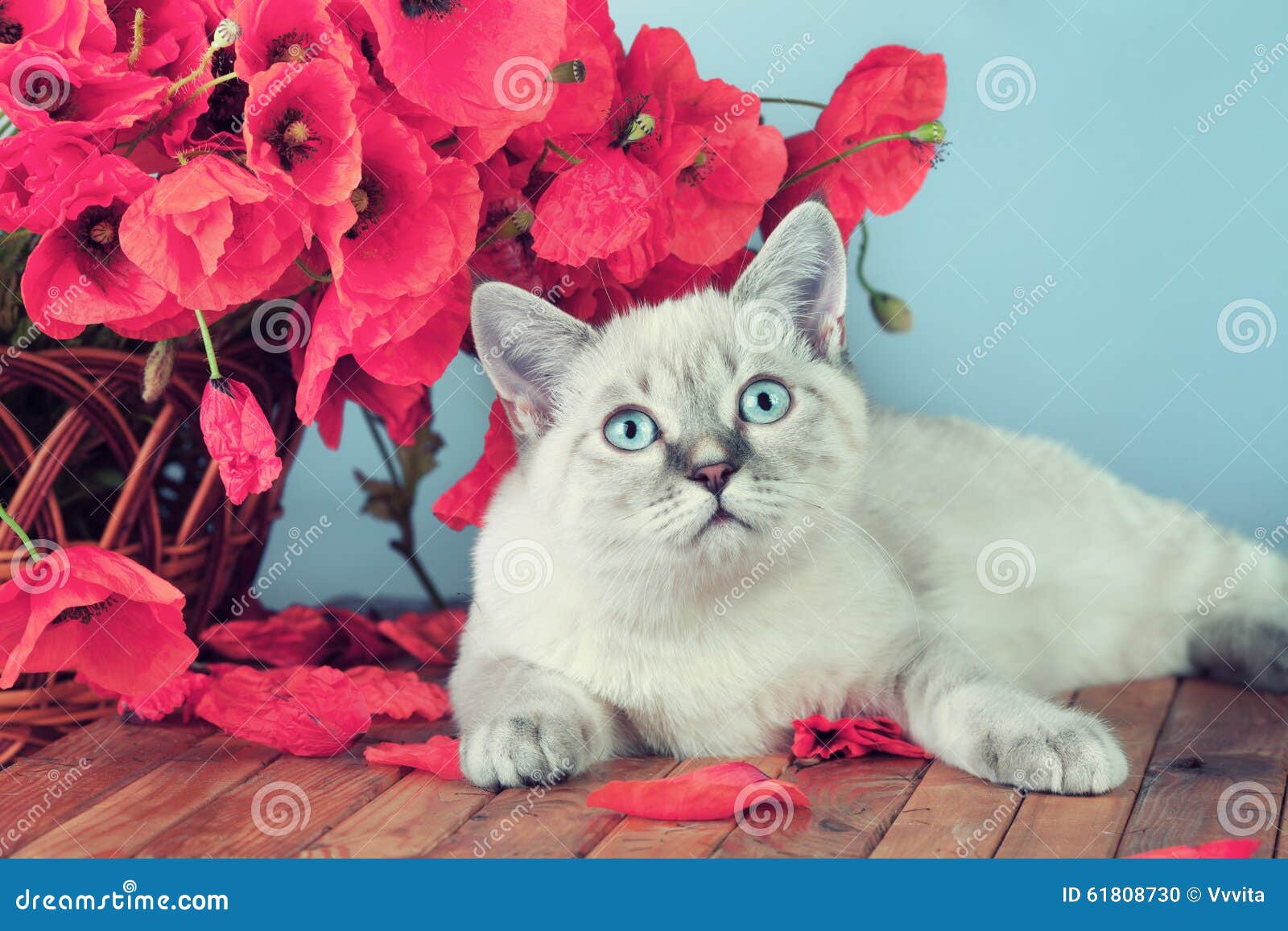 Gato Com Flores Fotos De Stock - Baixe 4,510 Fotos Royalty Free