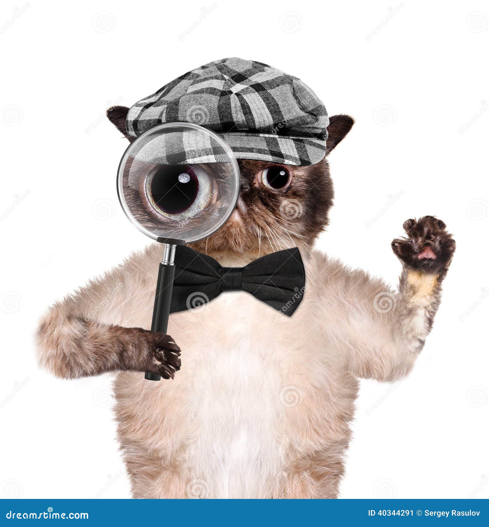 Gato com lupa e pesquisa imagem de stock. Imagem de fundo - 40344291
