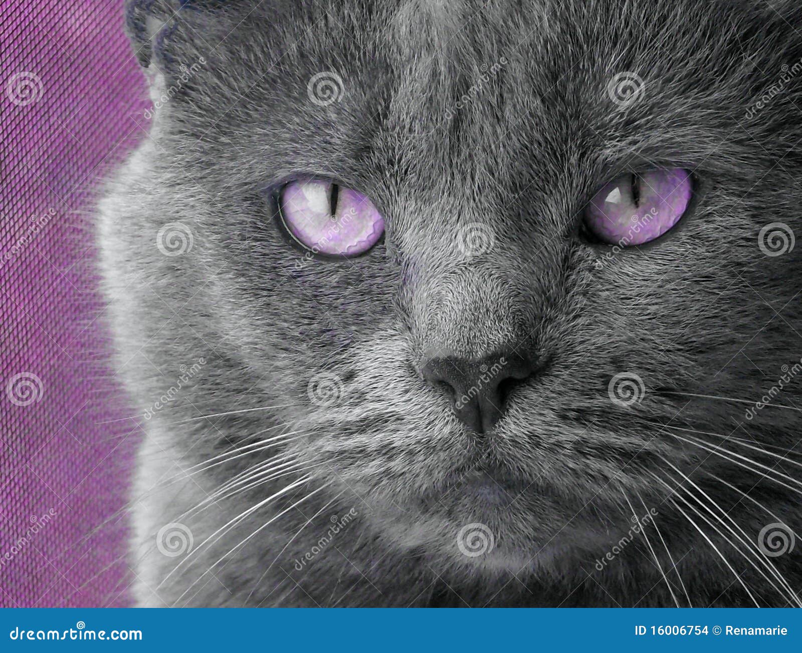 Gato com olhos roxos foto de stock. Imagem de atitude - 16006754
