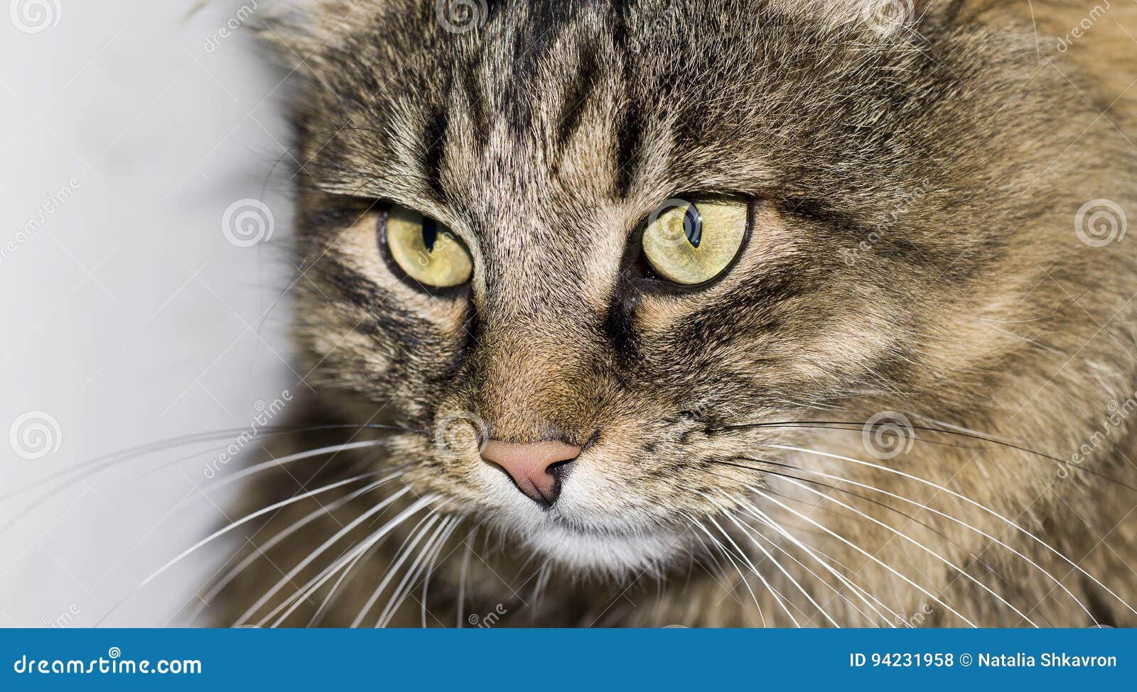 Gato com uma cor rajado, foto de stock. Imagem de aparência - 94231958