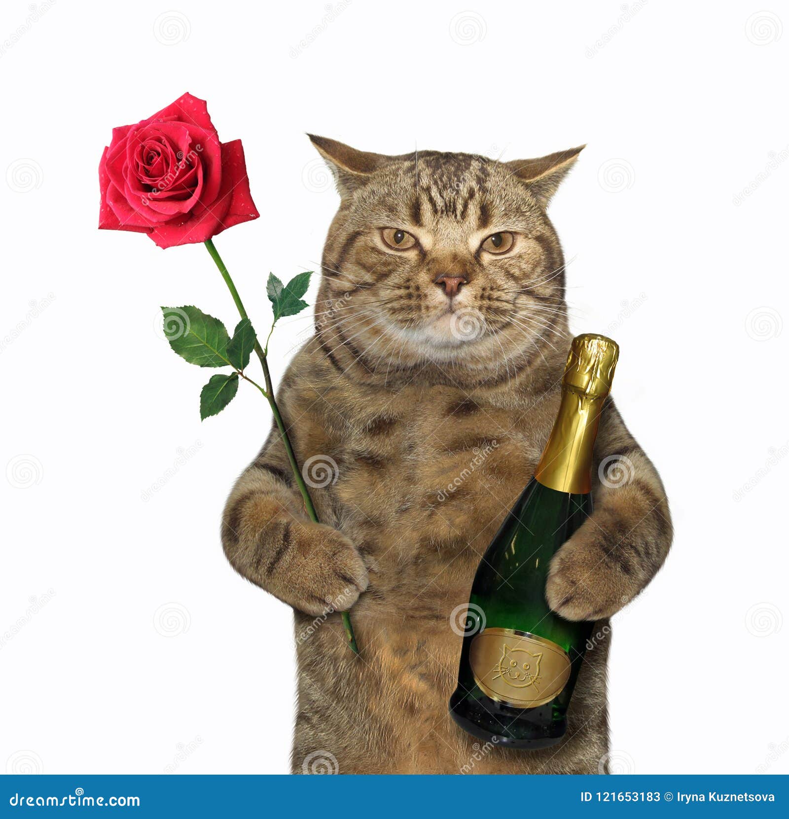 Gato Com Vinho E Uma Rosa 2 Imagem de Stock - Imagem de presente, fundo ...
