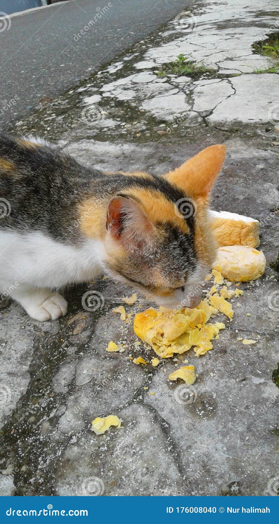 Gato Comiendo Pan En La Calle Foto de archivo - Imagen de calle, amor ...