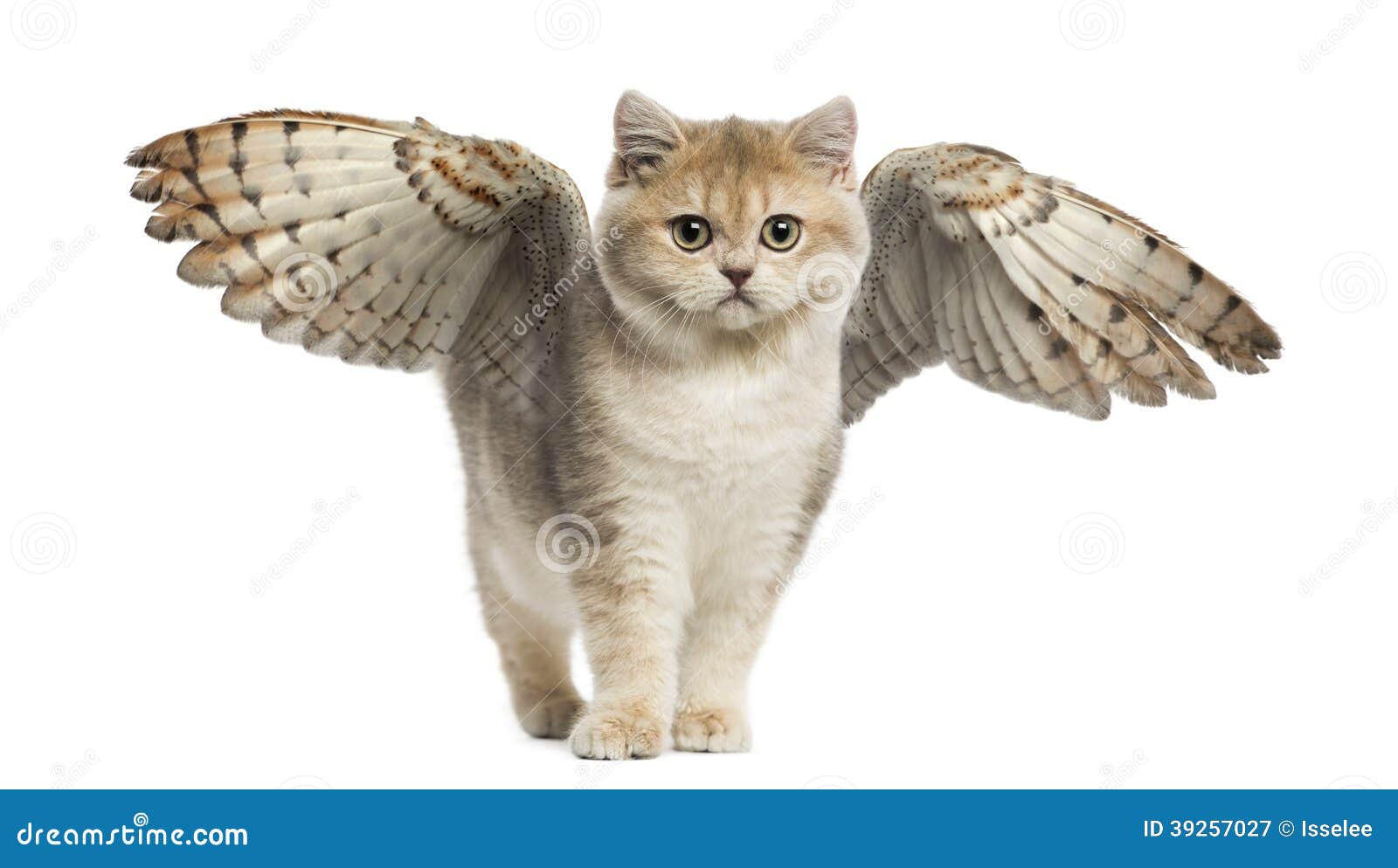 Gato con alas imagen de archivo. Imagen de felino, estudio - 39257027