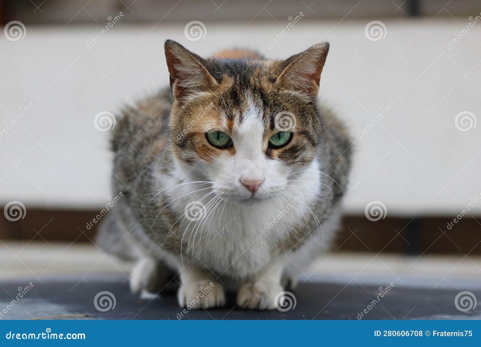 Gato Con Barba Gris Sobre Fondo Blanco Claro Foto de archivo - Imagen ...