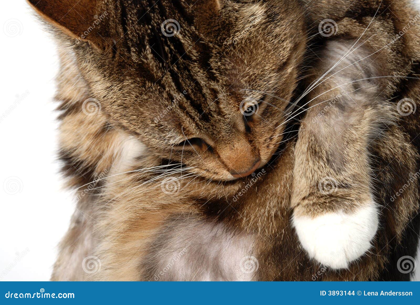 Gato con dermatitis foto de archivo. Imagen de alérgico - 3893144