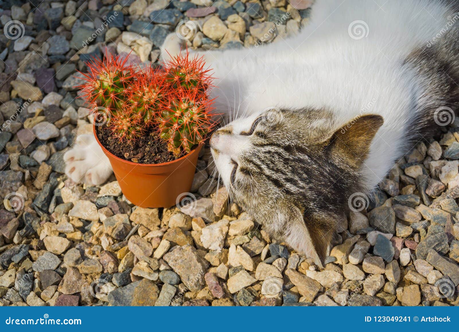 Gato con el cactus imagen de archivo. Imagen de punto - 123049241