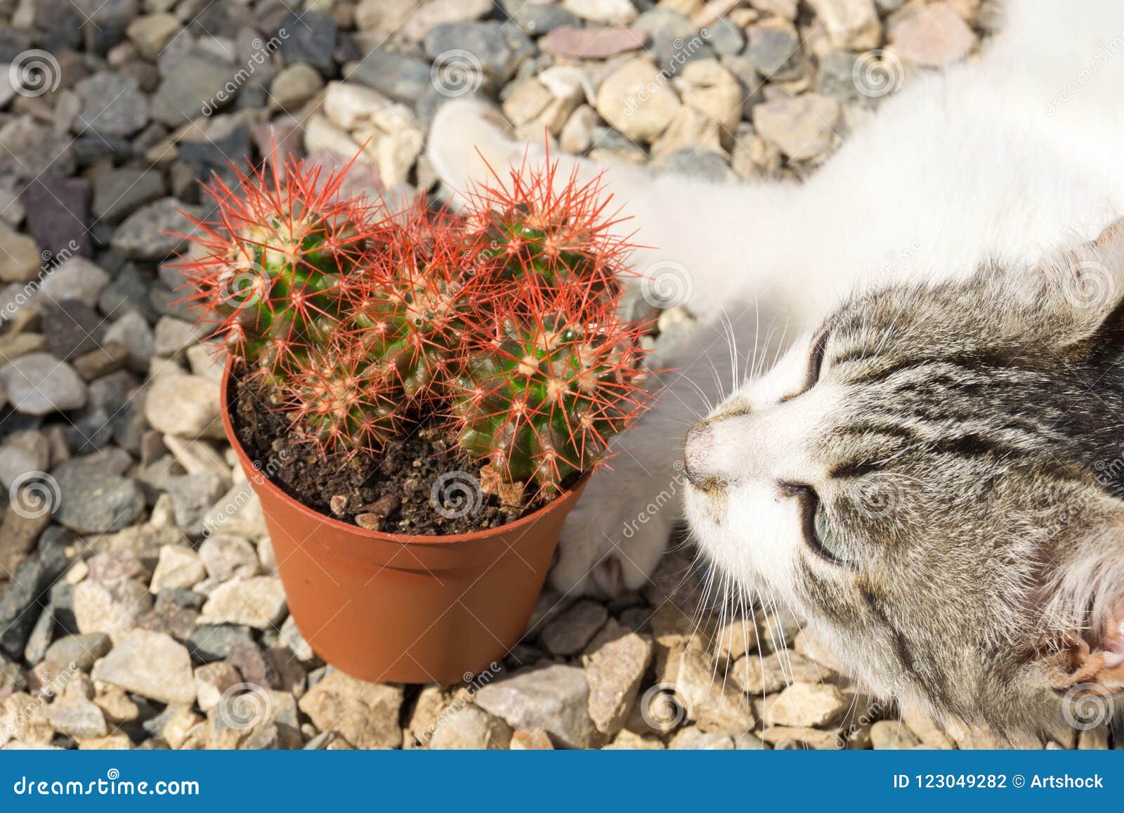 Gato con el cactus foto de archivo. Imagen de cacto - 123049282