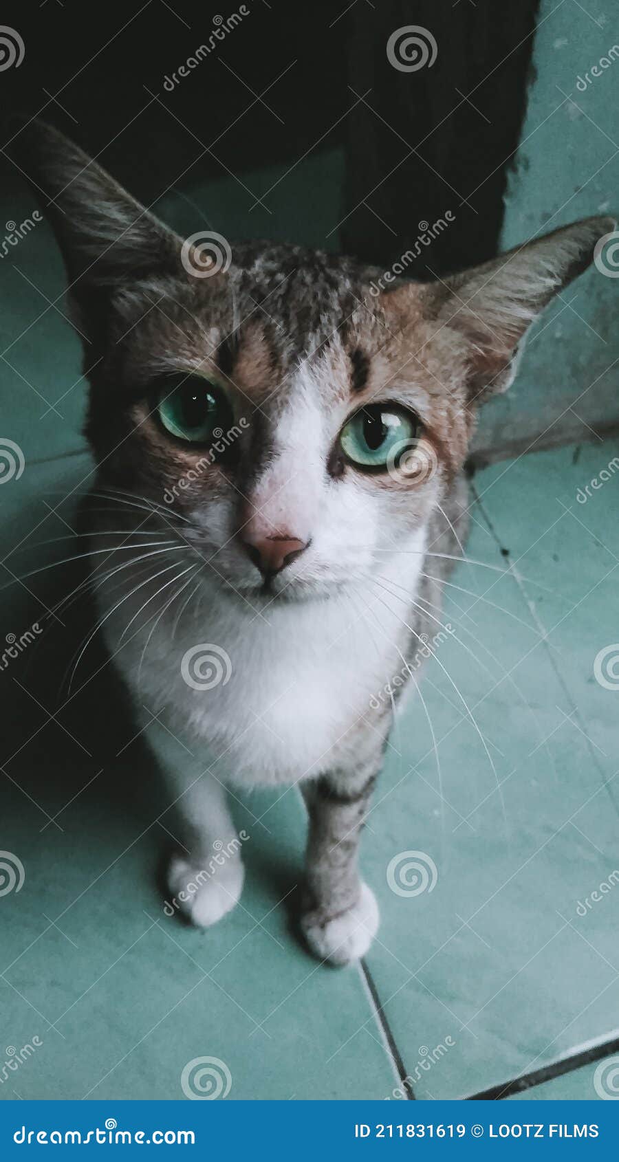 Gato con el hermoso ojo imagen de archivo. Imagen de hocico - 211831619