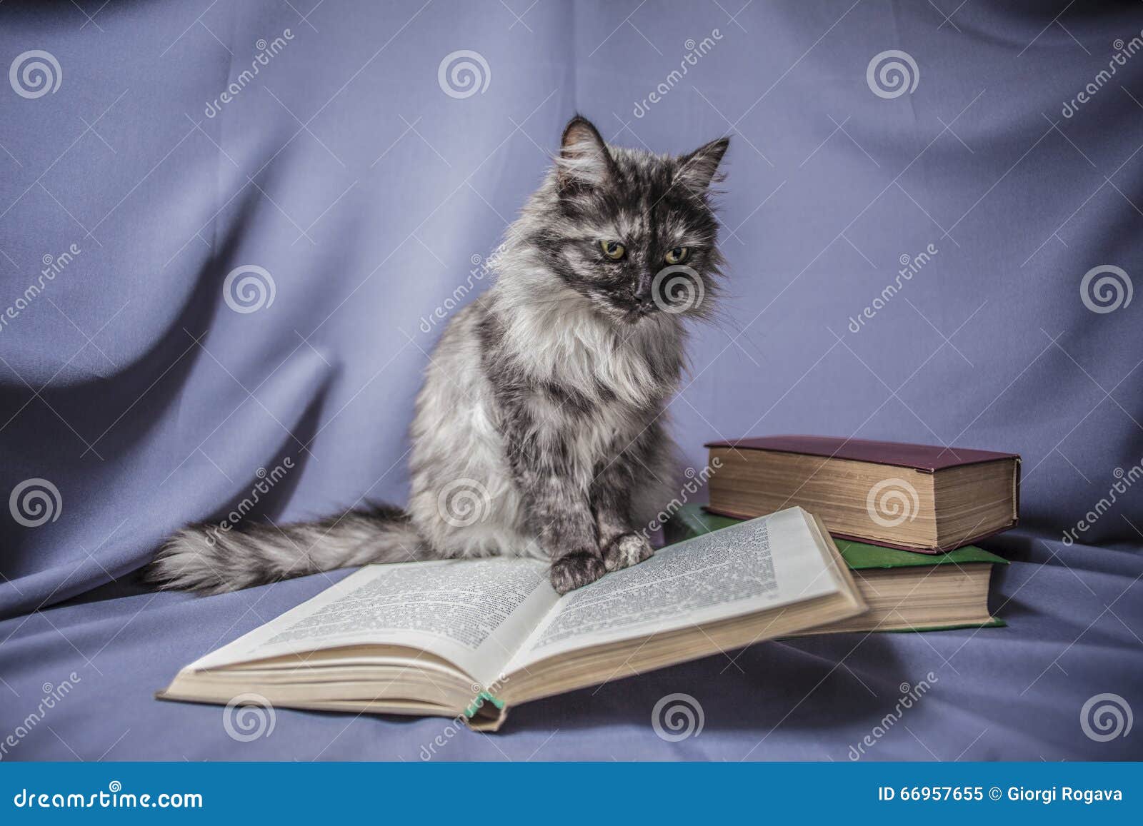 Gato con el libro abierto imagen de archivo. Imagen de lindo - 66957655