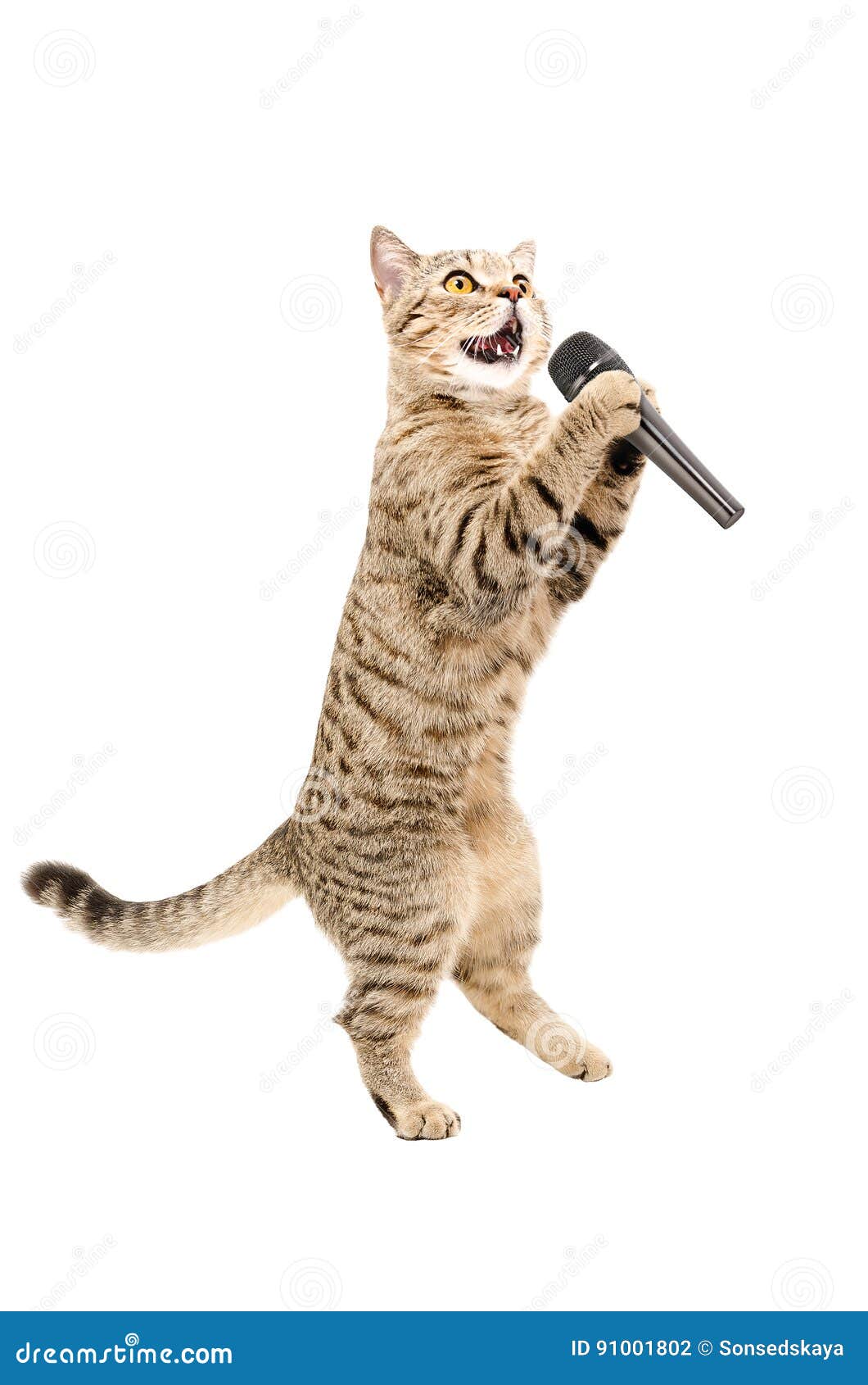 Gato con el micrófono foto de archivo. Imagen de felino - 91001802