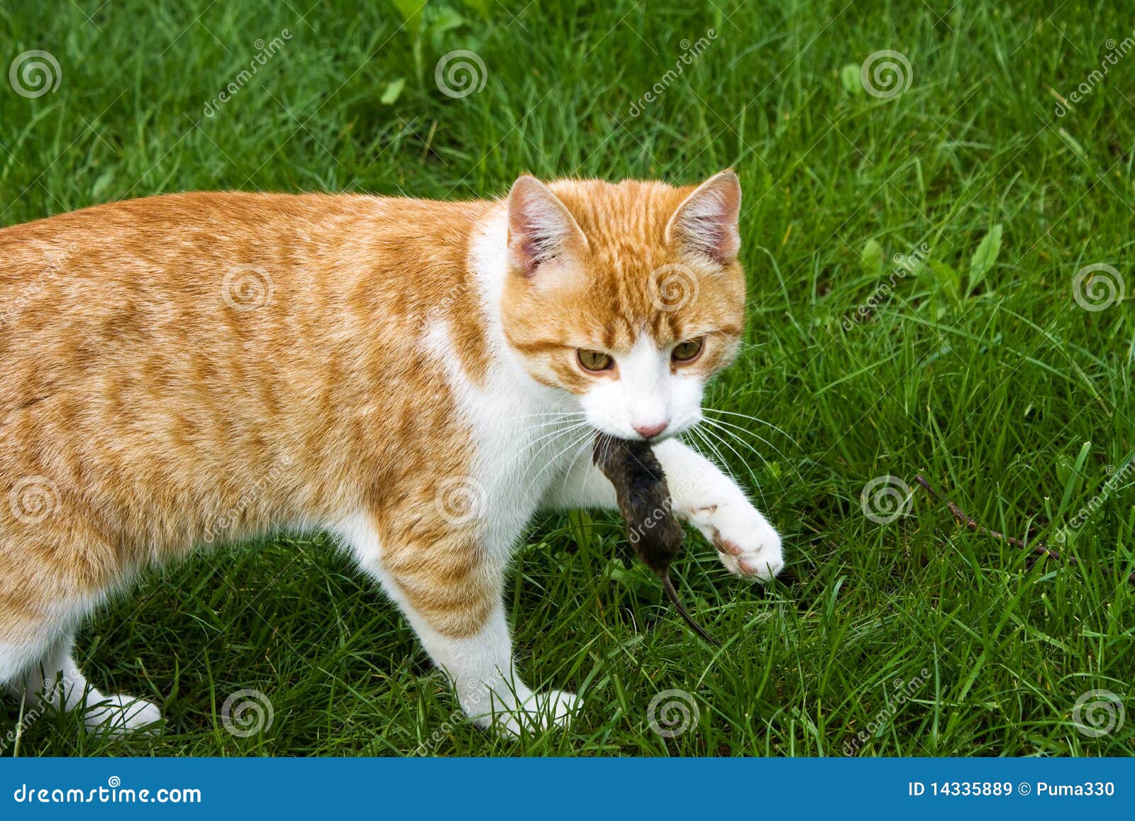 Gato con el ratón imagen de archivo. Imagen de hierba - 14335889