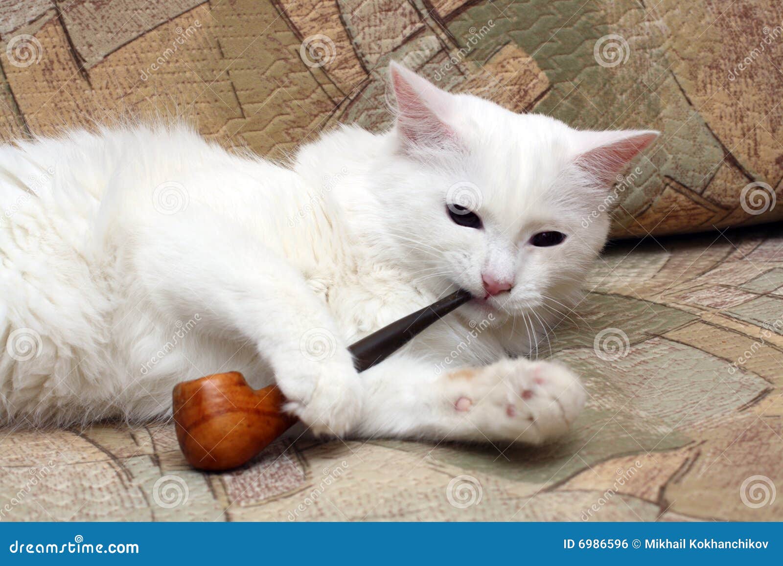 Gato con el tabaco-tubo foto de archivo. Imagen de humo - 6986596