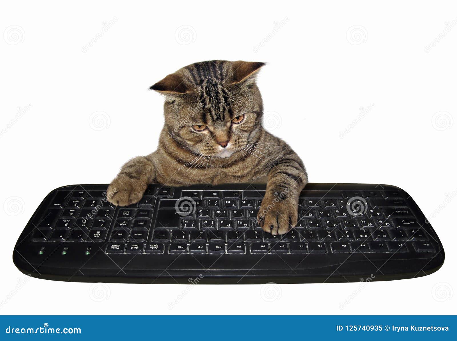 Gato Con El Teclado De Ordenador Imagen de archivo - Imagen de claves ...