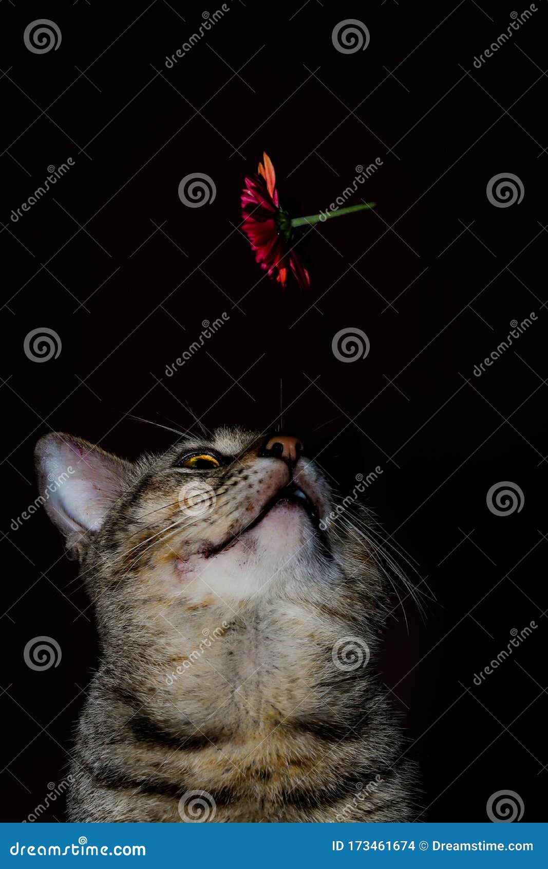 Gato con flor foto de archivo. Imagen de gato, lindo - 173461674