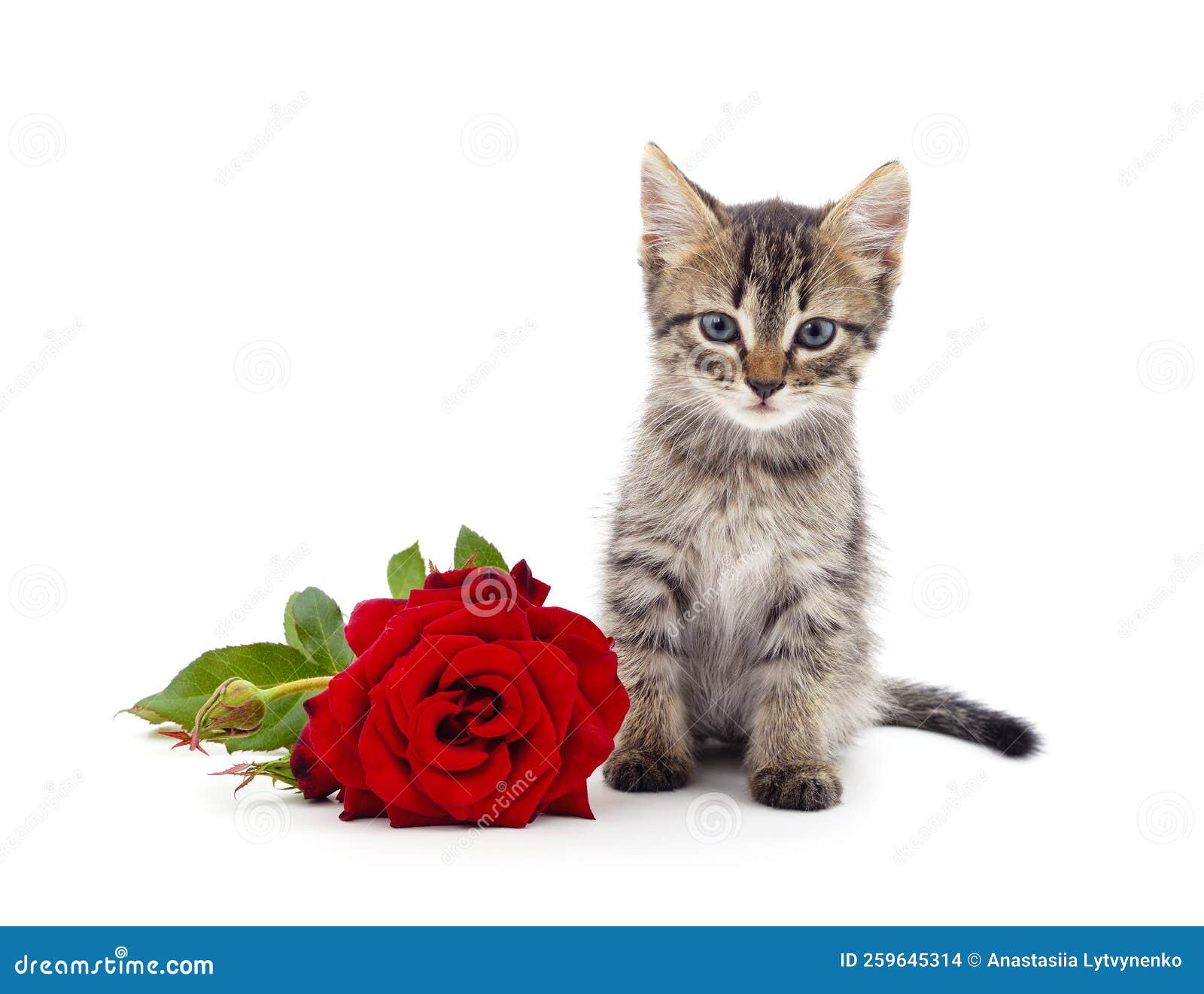 Gato con flor foto de archivo. Imagen de rojo, joven - 259645314