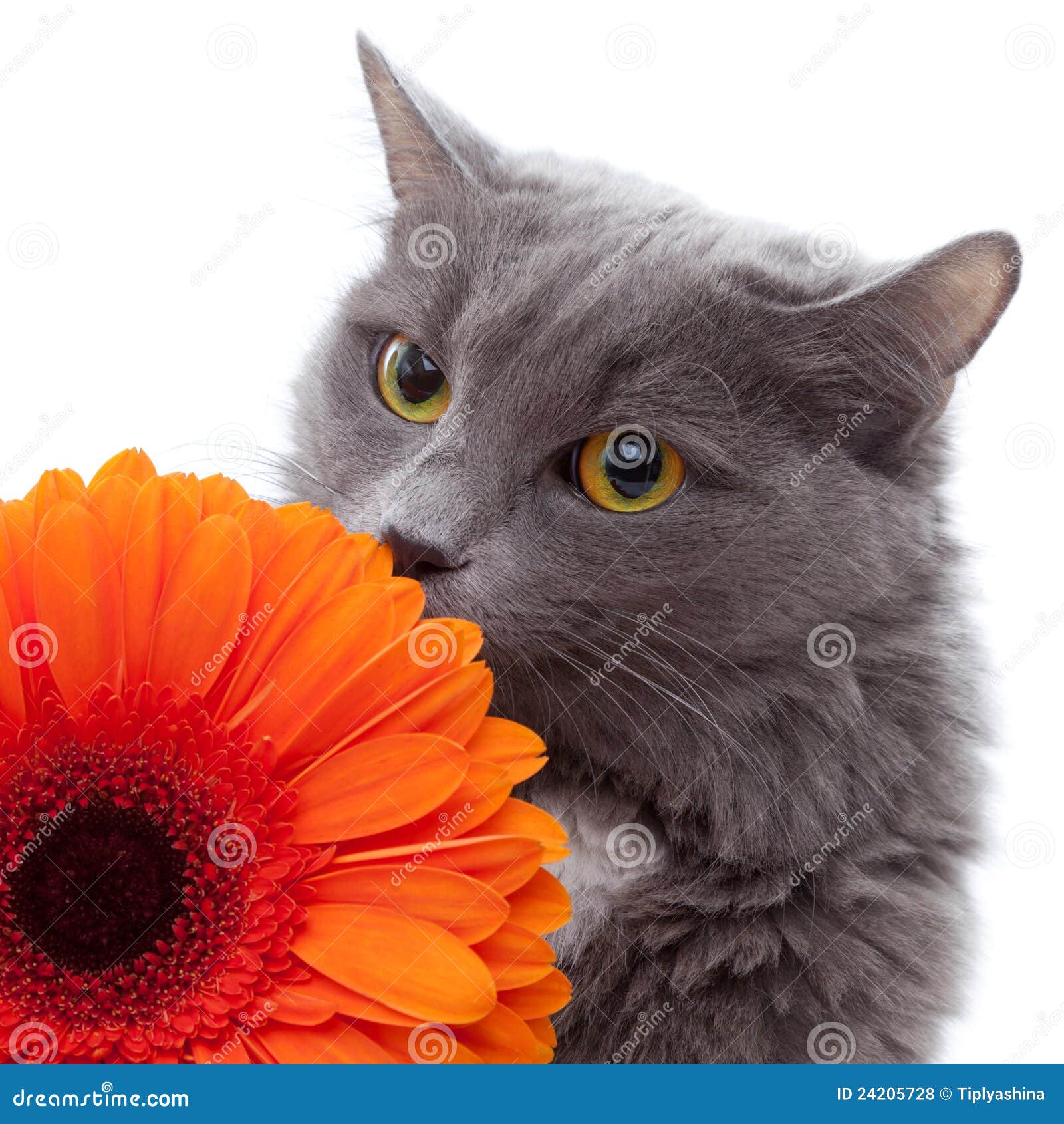 Gato con la flor foto de archivo. Imagen de divertido - 24205728