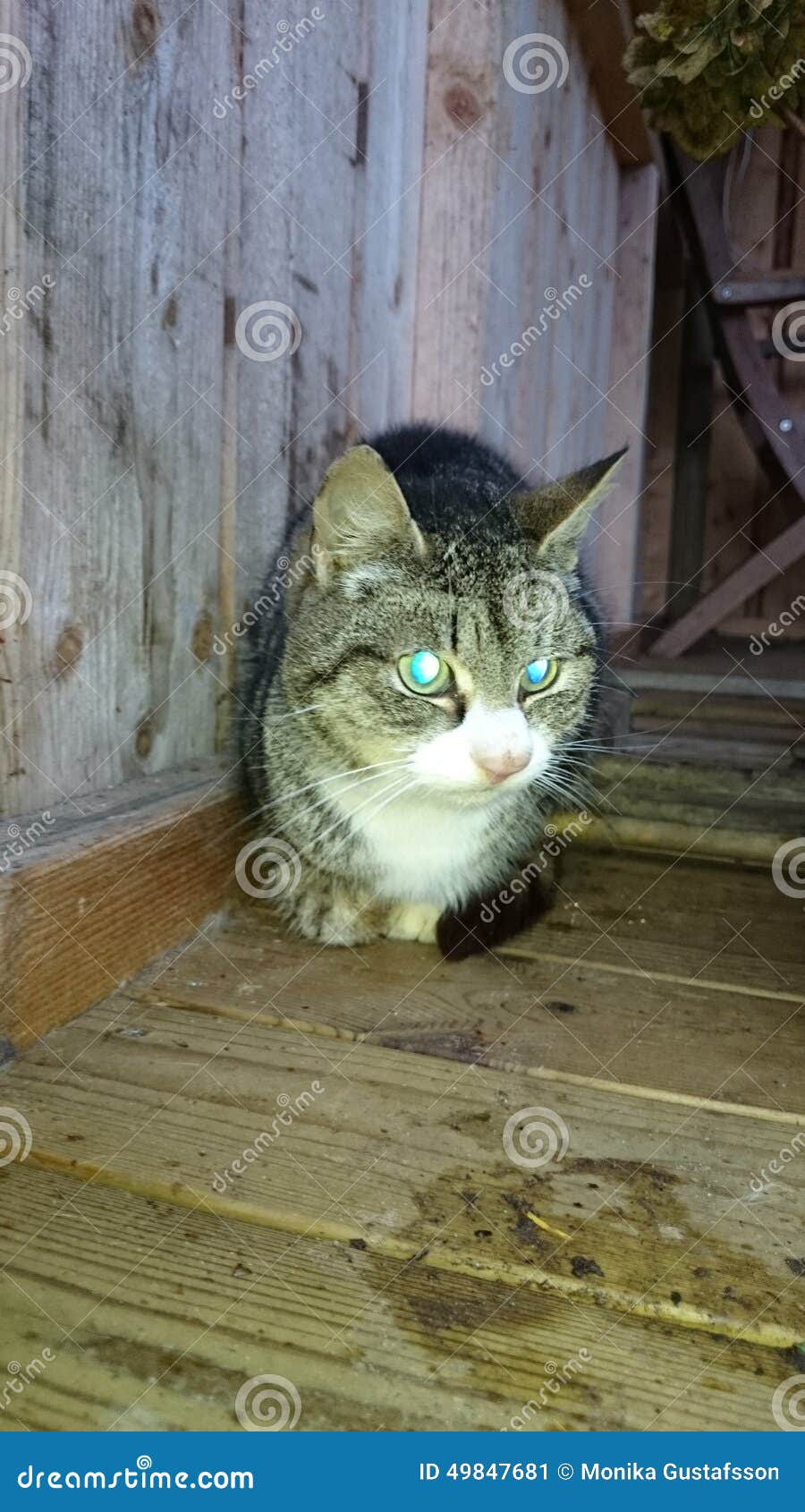 Gato con la soga grande imagen de archivo. Imagen de afeitar - 49847681