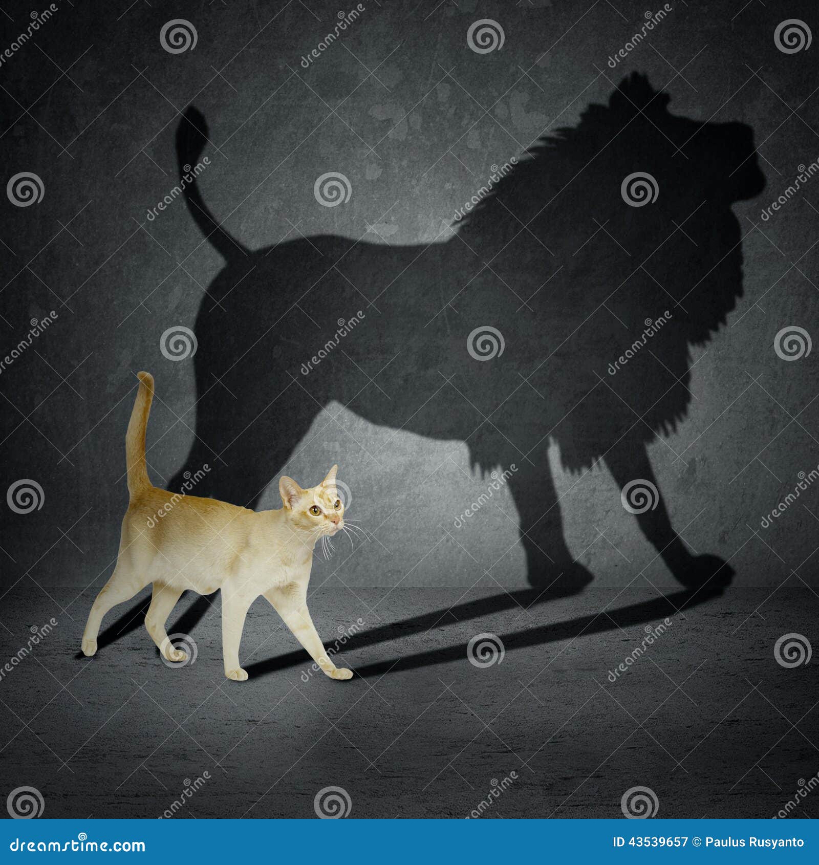 Gato Con La Sombra Del León Imagen de archivo - Imagen de orgullo ...