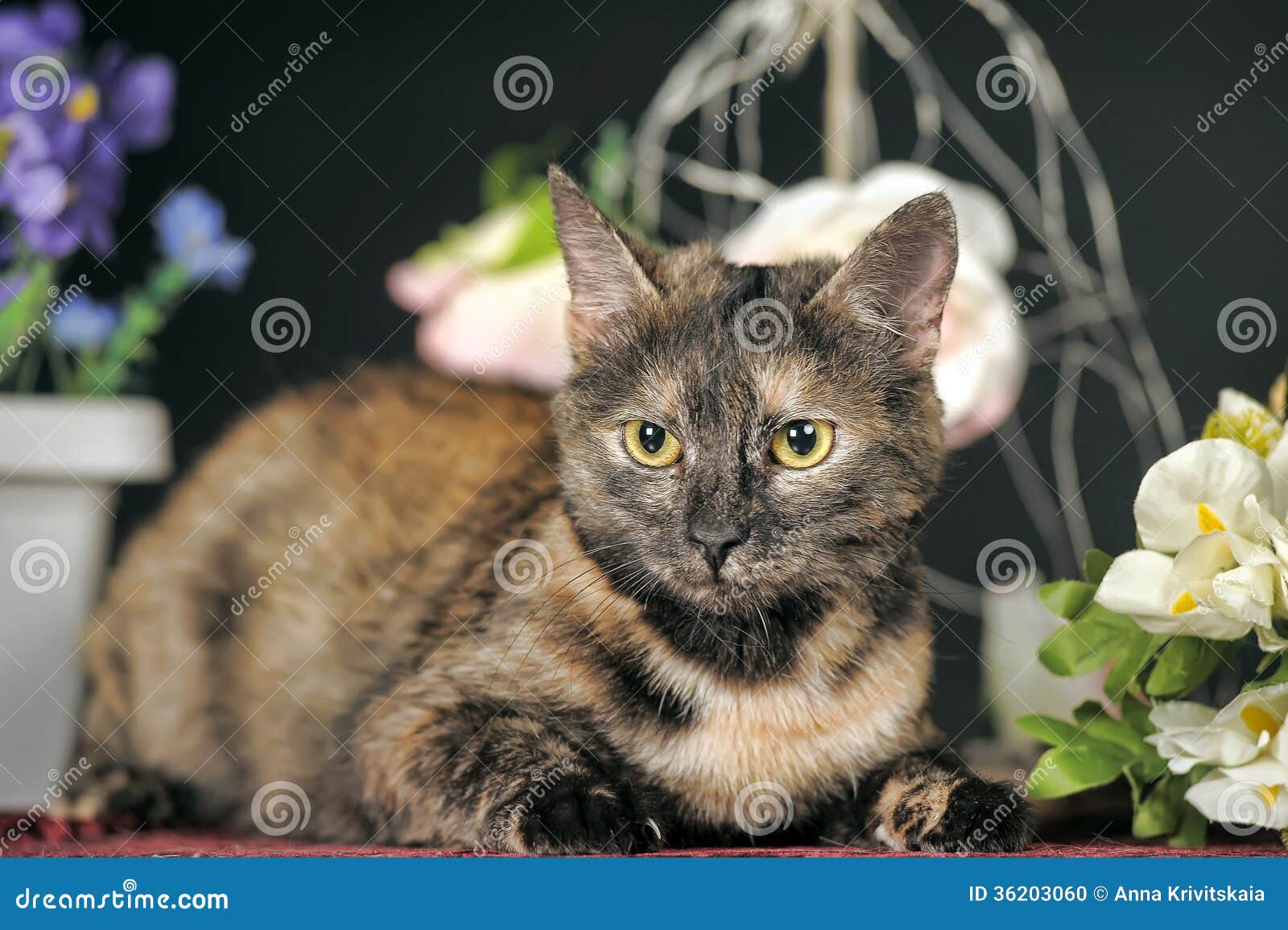 Gato con las flores foto de archivo. Imagen de fondo - 36203060