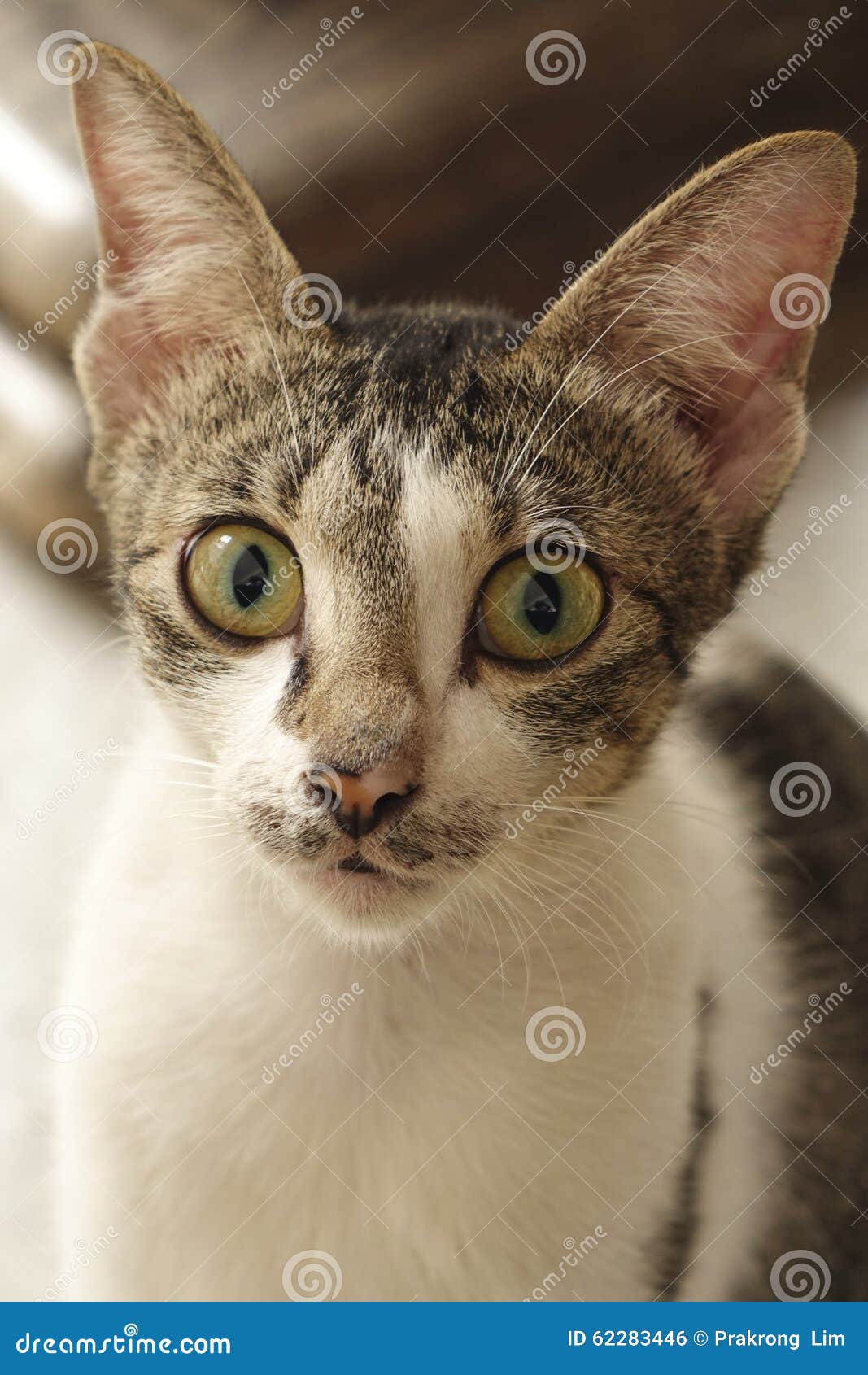Gato con los ojos grandes foto de archivo. Imagen de animales - 62283446