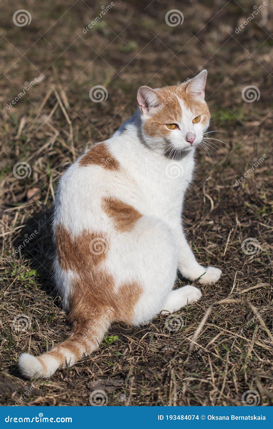 Gato Con Manchas Marrones En Un Paseo Foto de archivo - Imagen de ...