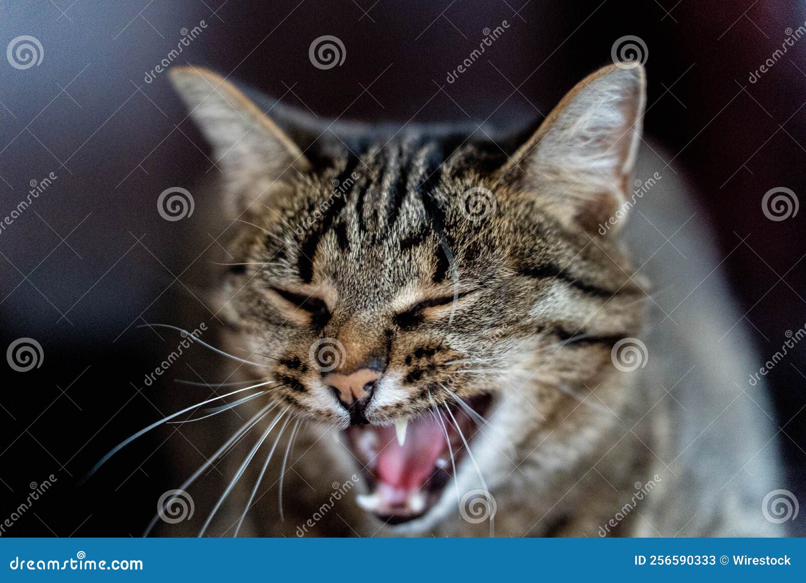 Gato con mango abierto imagen de archivo. Imagen de animal - 256590333