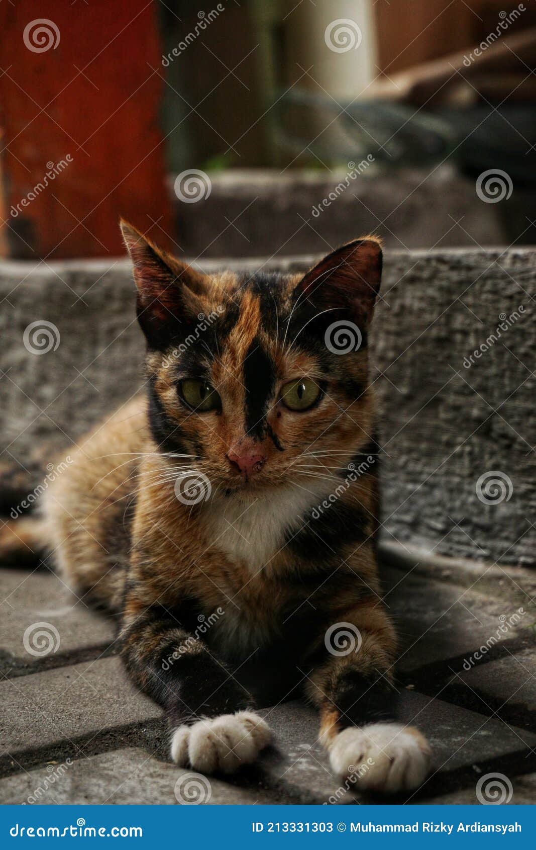 Gato con mirada aguda imagen de archivo. Imagen de gatito - 213331303