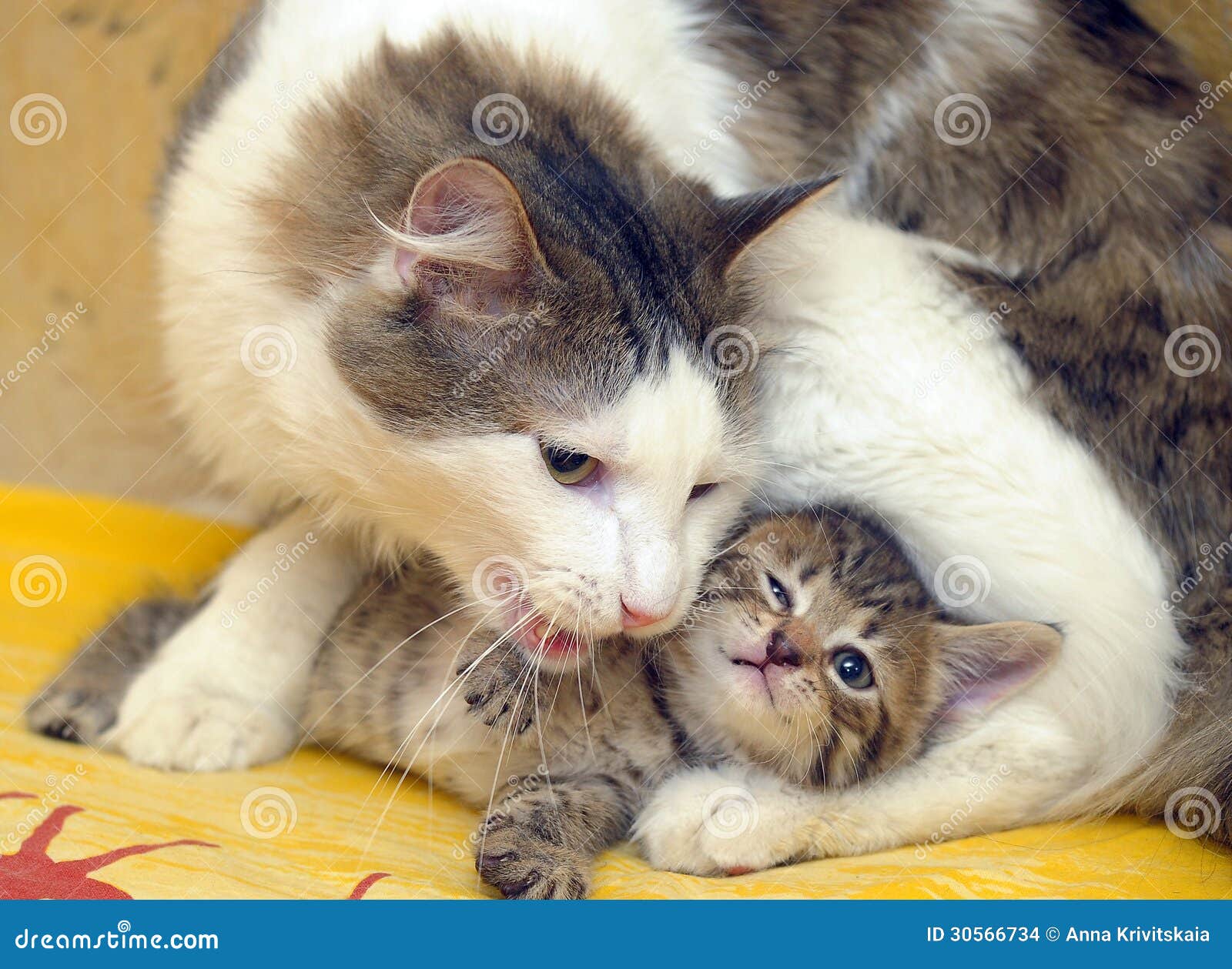 Gato con un gatito foto de archivo. Imagen de mascota - 30566734