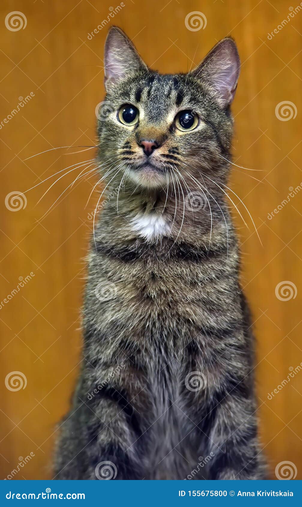 Gato Con Una Mirada Cuidadosa Foto de archivo - Imagen de vida, fondo ...