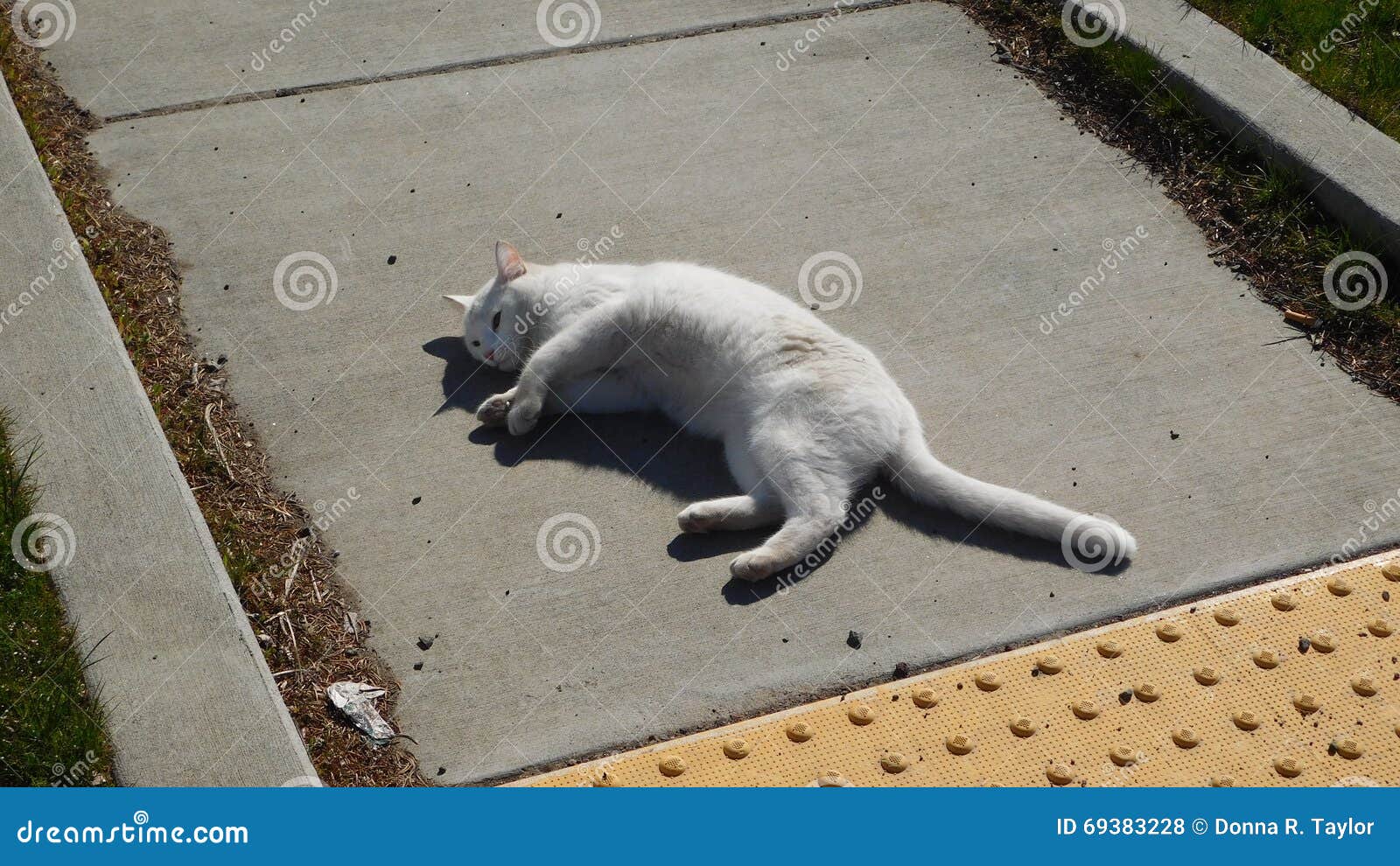 Gato contento foto de archivo. Imagen de gato, acera - 69383228