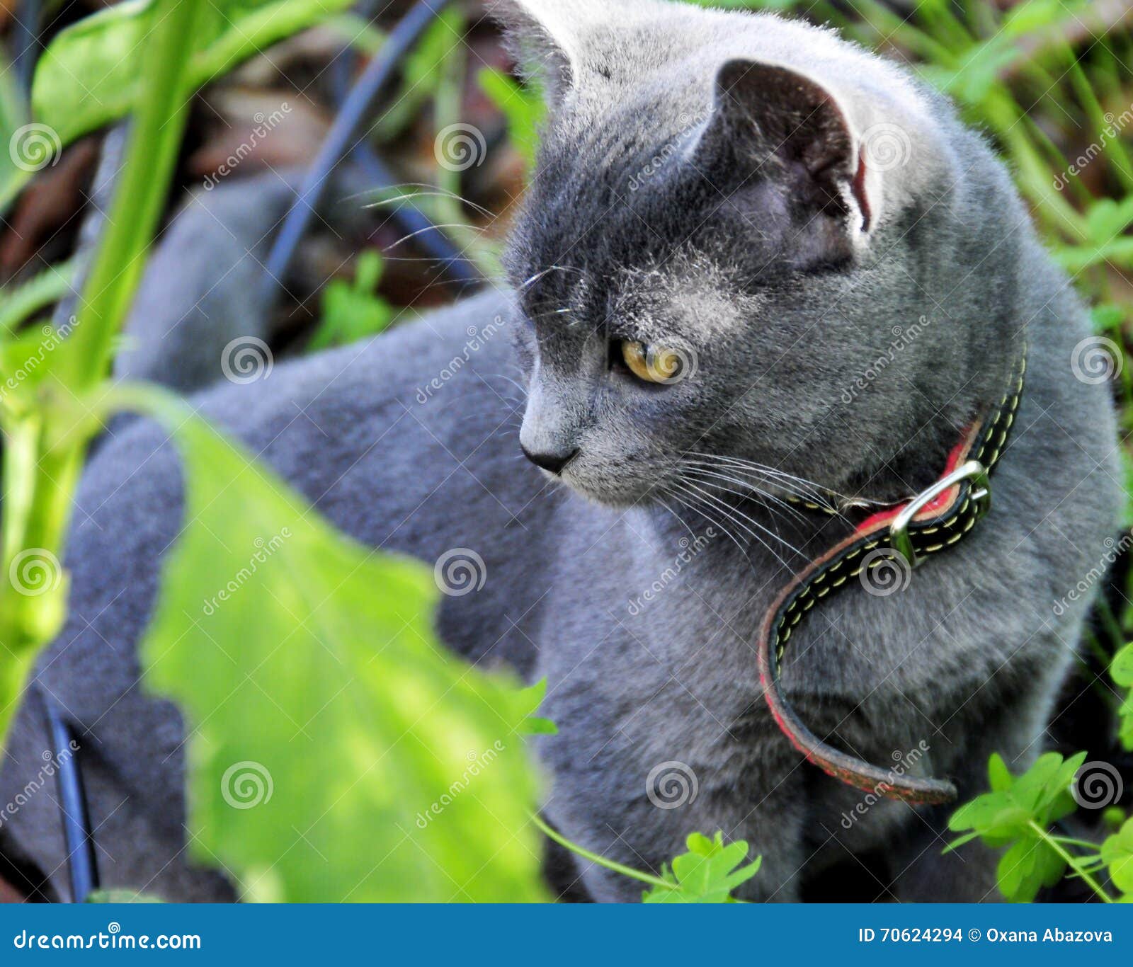 Gato, Cor Do Azul Do Gatinho Foto de Stock - Imagem de nana, animal ...